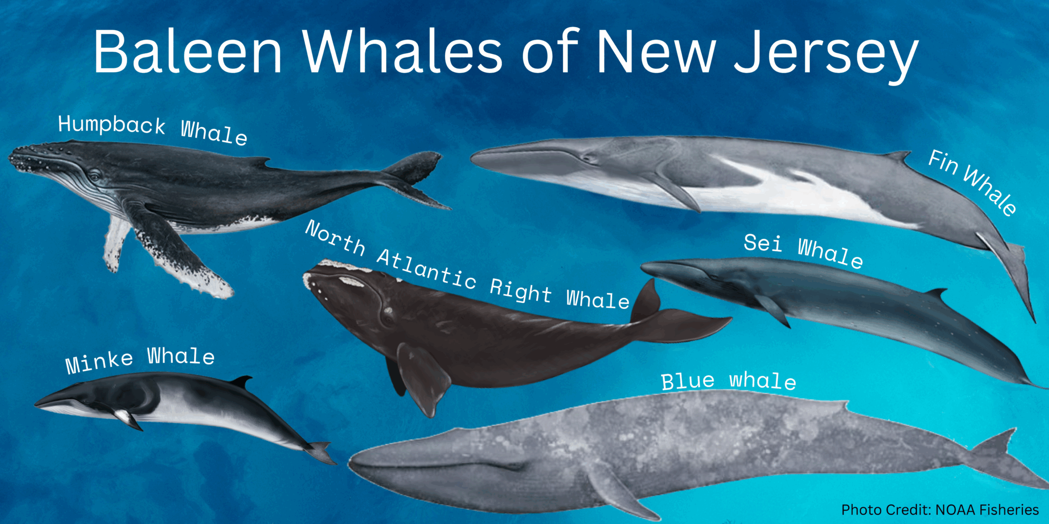 NJDEP| Fish & Wildlife | Marine Mammals of New Jersey