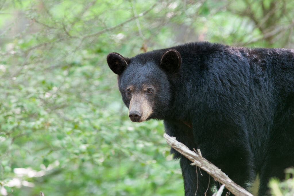 NJDEP| Fish & Wildlife | DEP Reminds Residents to Secure Garbage and ...