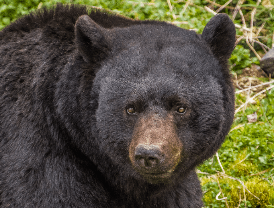 NJDEP| Fish & Wildlife | Black Bear Research And Management