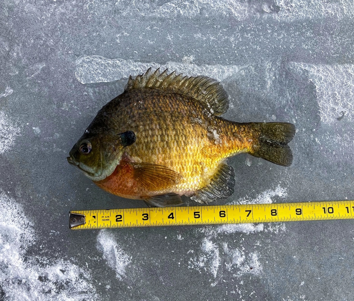 NJDEP| Fish & Wildlife | Skillful Angler Program Leaderboards