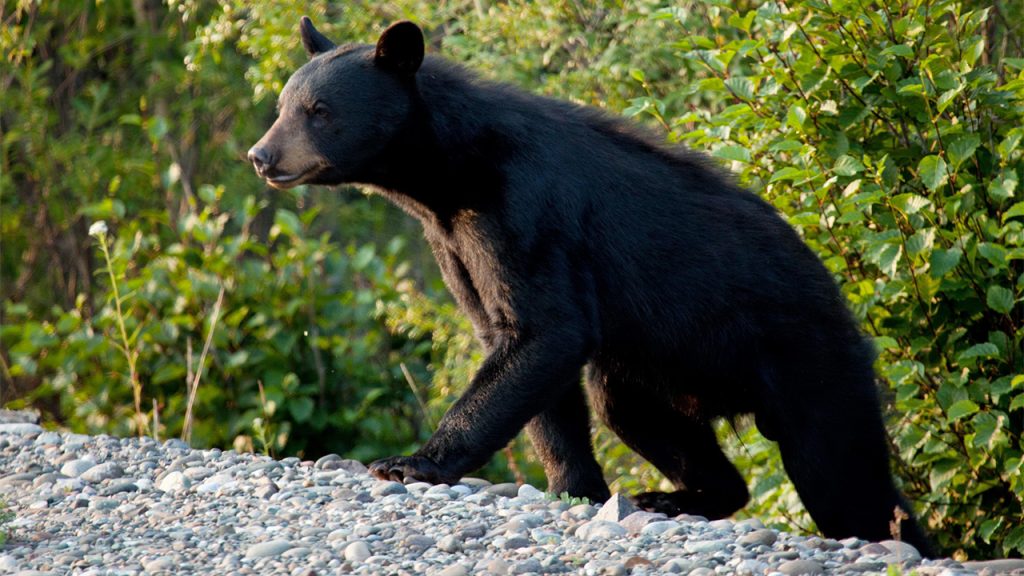 NJDEP| Fish & Wildlife | Black Bear Education Curriculum