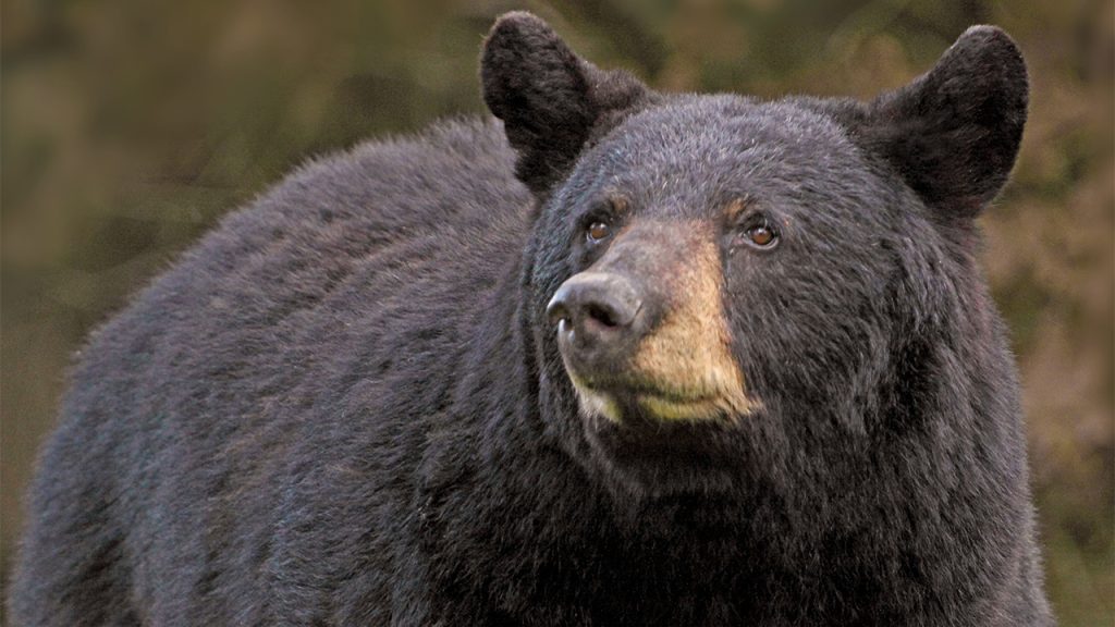 NJDEP| Fish & Wildlife | Black Bear Education Curriculum