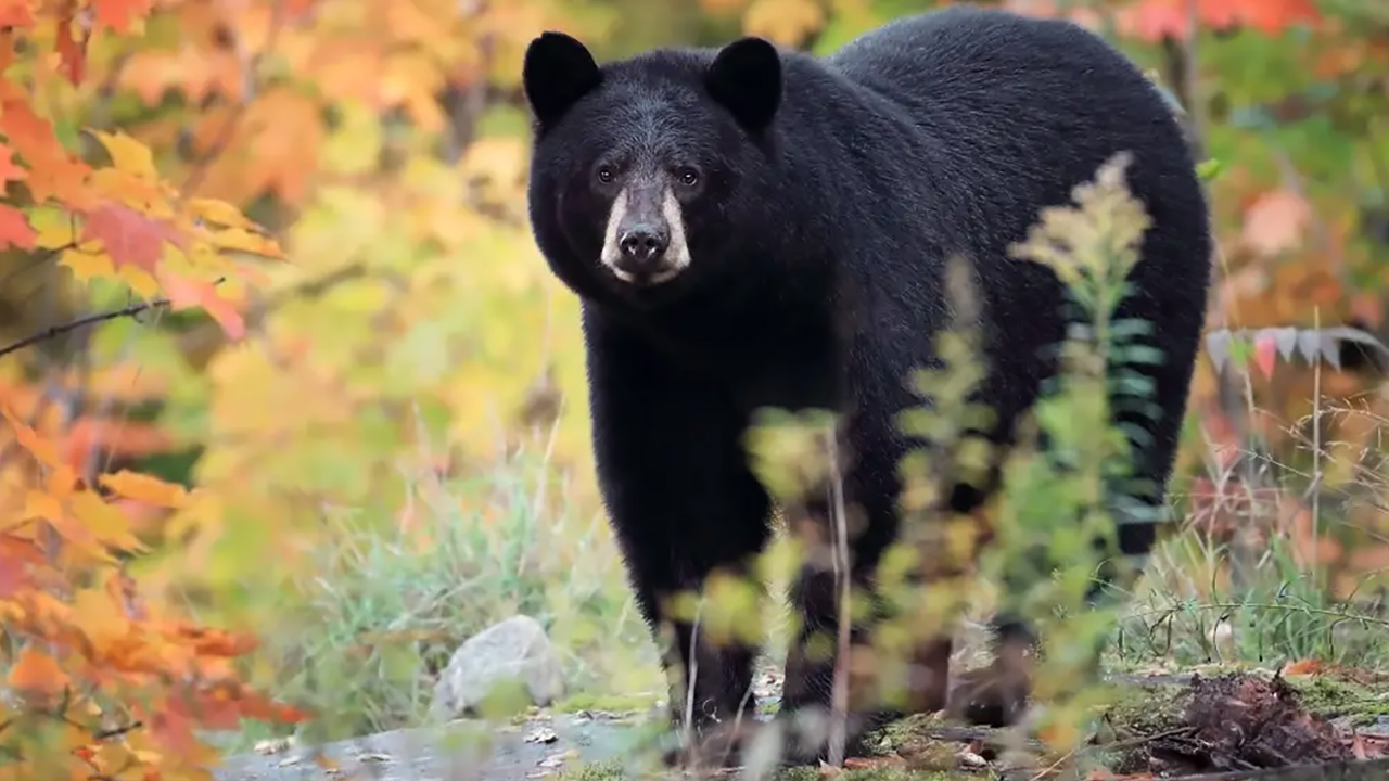 NJDEP| Fish & Wildlife | Public Reminded to Secure Trash and Other ...