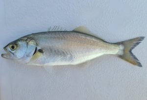 NJDEP| Fish & Wildlife | New Bluefish Regulations for 2026!