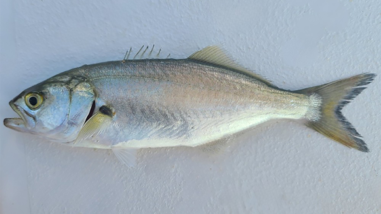 NJDEP| Fish & Wildlife | New Bluefish Regulations for 2026!