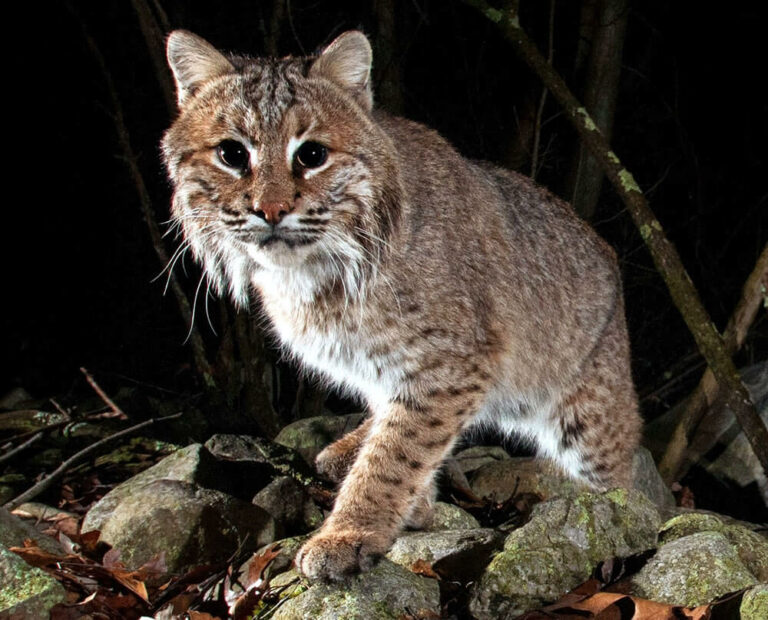 NJDEP| Fish & Wildlife | Connecting Habitat Across New Jersey (CHANJ)