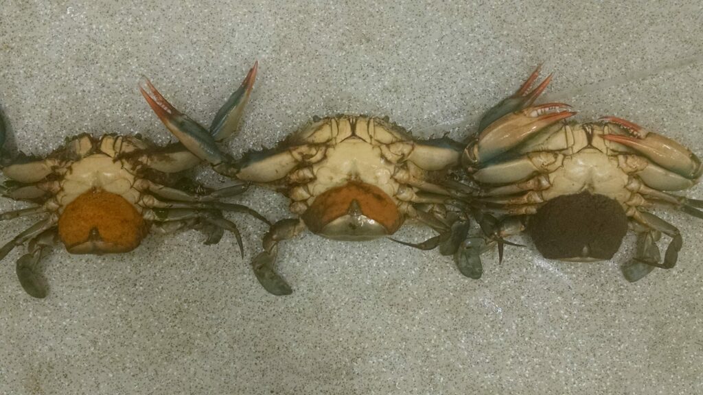 NJDEP| Fish & Wildlife | Assist Marine Fisheries Biologist by Reporting ...