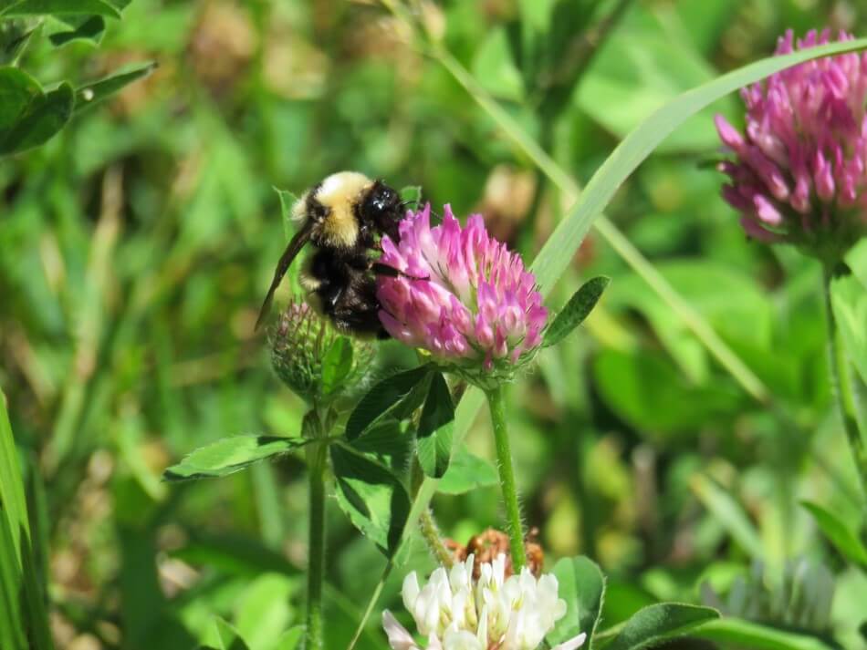 NJDEP| Fish & Wildlife | Bees and Other Pollinating Insects