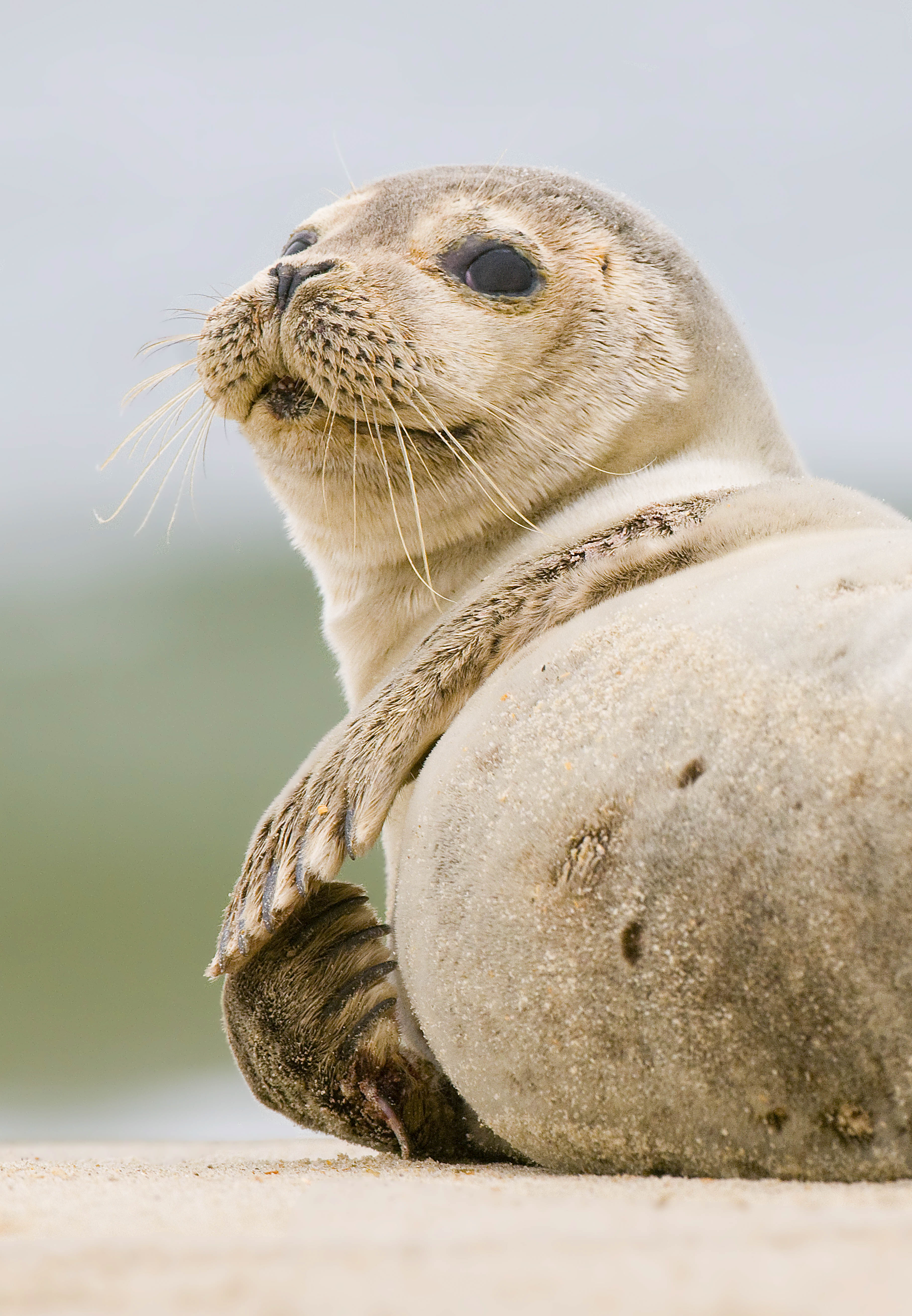 NJDEP| Fish & Wildlife | Marine Mammals of New Jersey