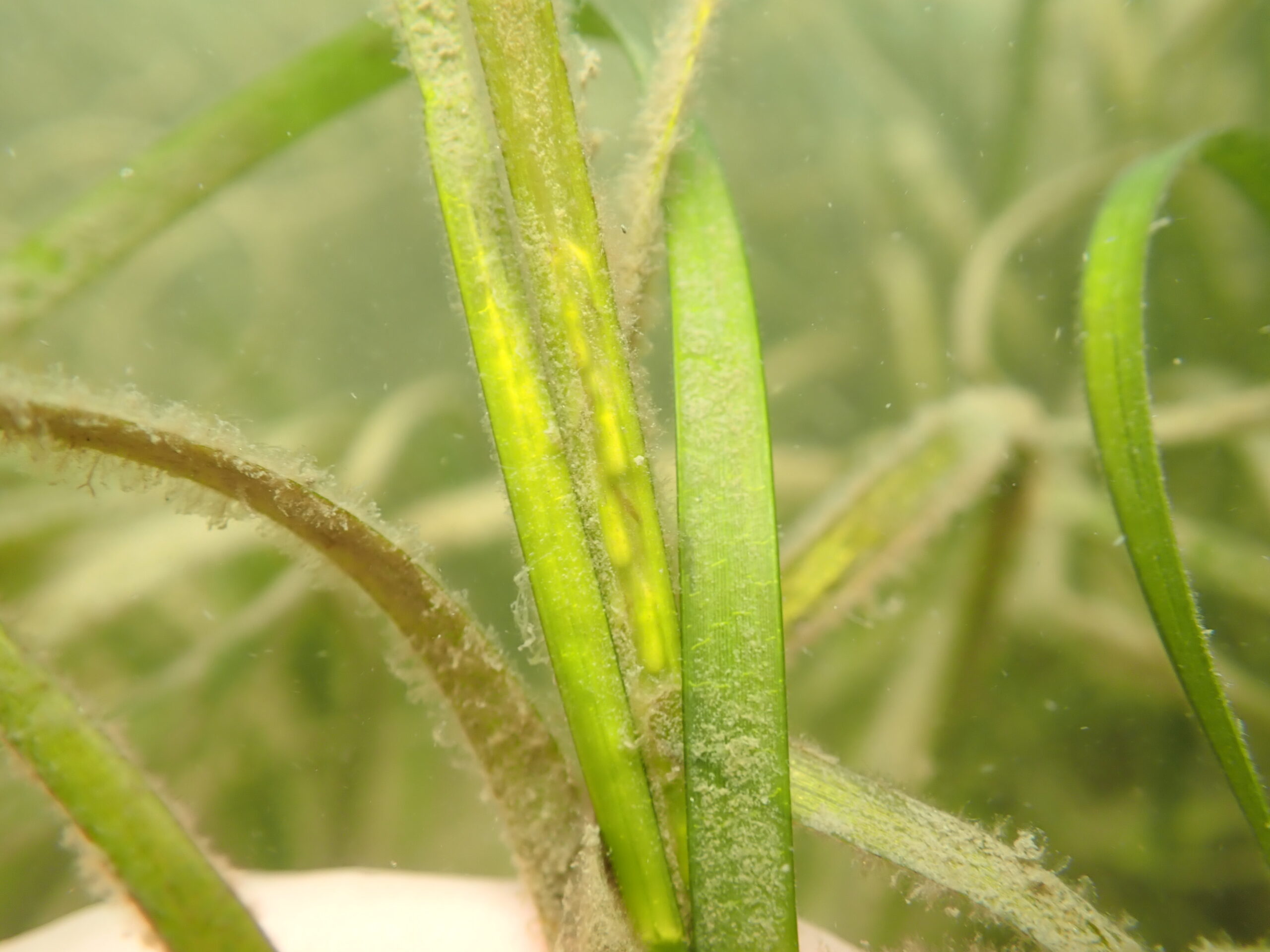 NJDEP| Fish & Wildlife | Seagrass Conservation Program