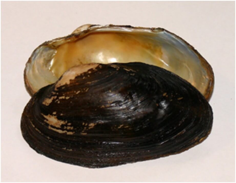 NJDEP| Fish & Wildlife | Freshwater Mussels