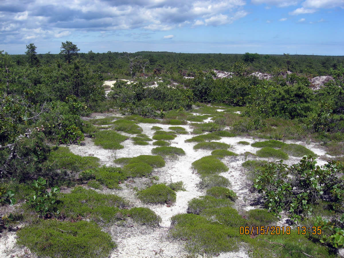 NJDEP| Fish & Wildlife | Stafford Forge WMA, East Plains Natural Area ...