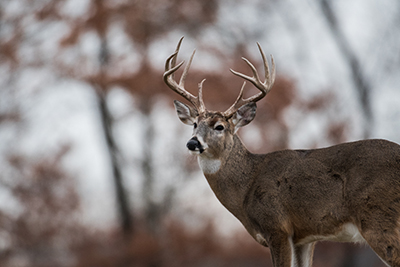 NJDEP| Fish & Wildlife | White-tailed Deer