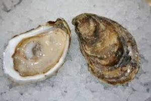 NJDEP| Fish & Wildlife | Eastern Oyster Conservation
