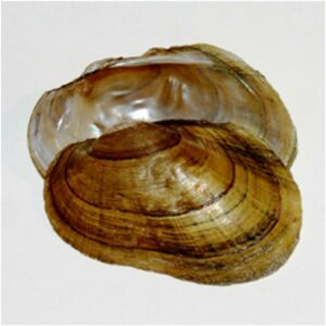 NJDEP| Fish & Wildlife | Freshwater Mussels