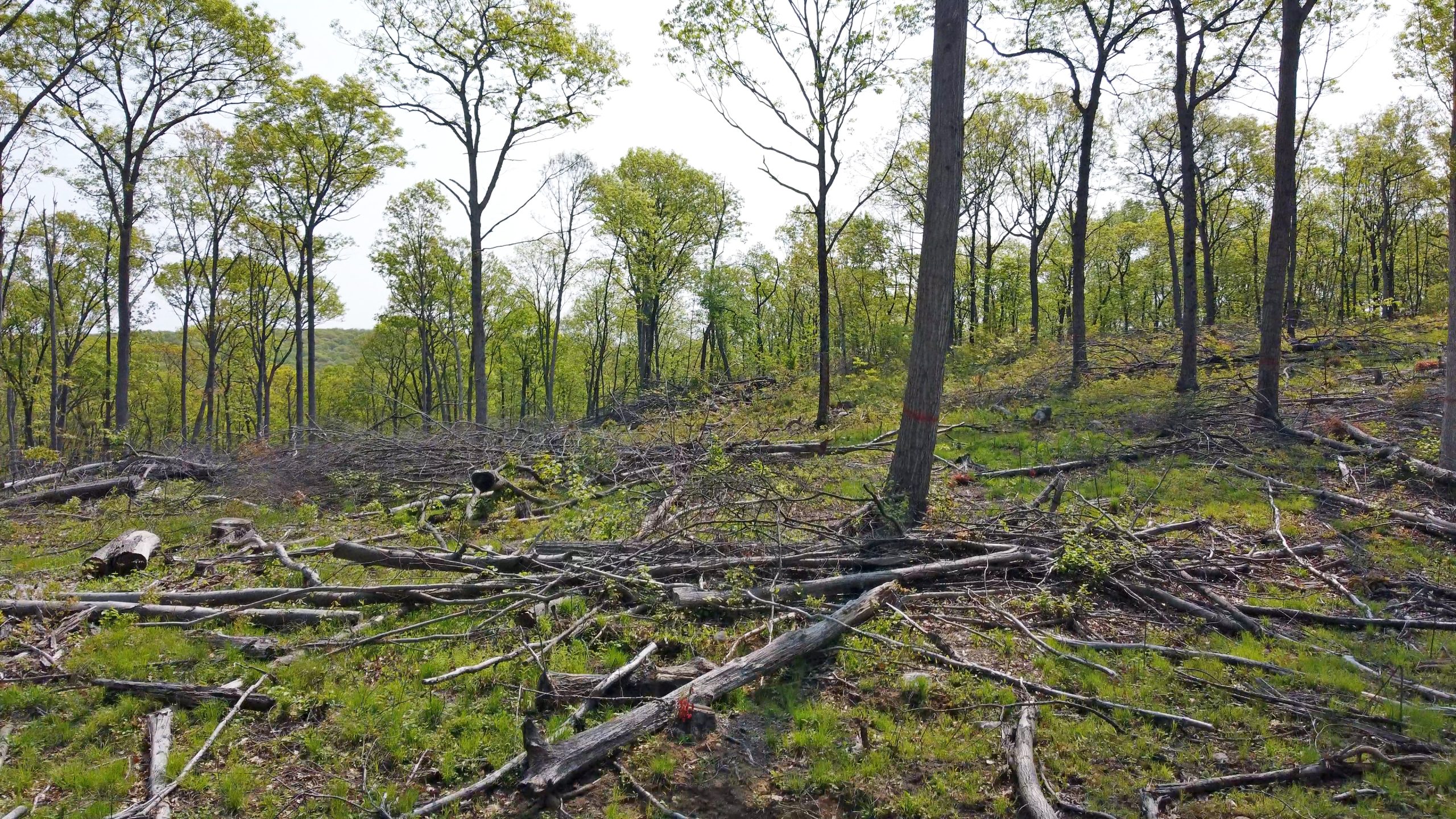 NJDEP| Fish & Wildlife | WMA Highlight - Sparta Mountain