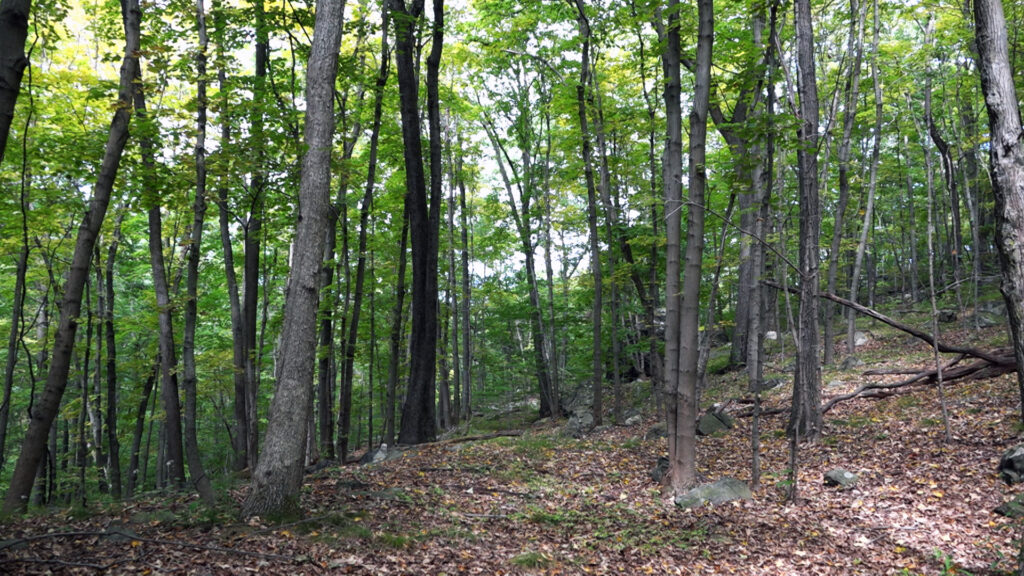 NJDEP| Fish & Wildlife | WMA of the Month - Wildcat Ridge