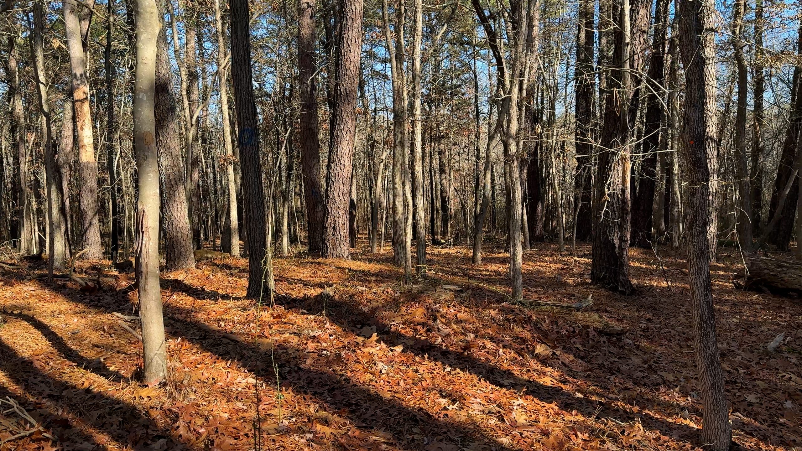 NJDEP| Fish & Wildlife | WMA Highlight - Turkey Swamp