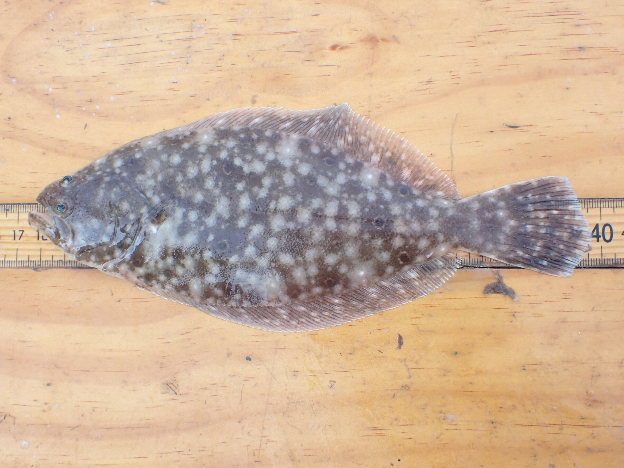 NJDEP| Fish & Wildlife | Delaware Bay Juvenile Finfish Trawl Survey