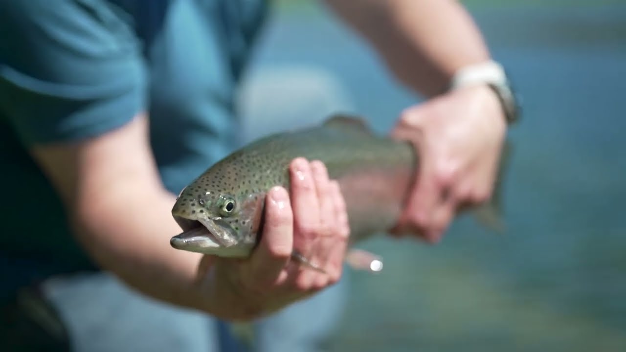 NJDEP| Fish & Wildlife | Videos