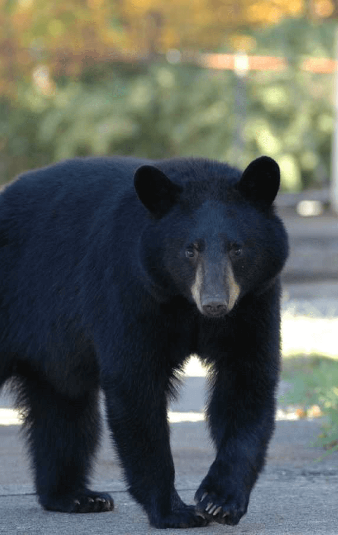 NJDEP| Fish & Wildlife | Black Bear Biology and Behavior