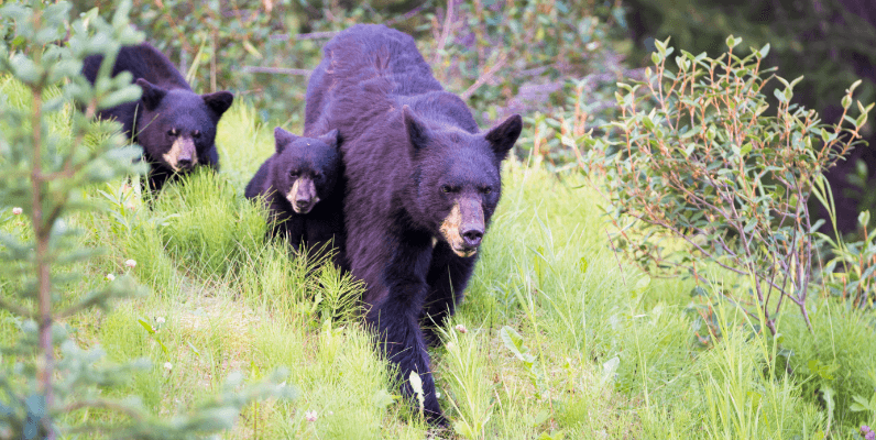 NJDEP| Fish & Wildlife | Black Bear Management