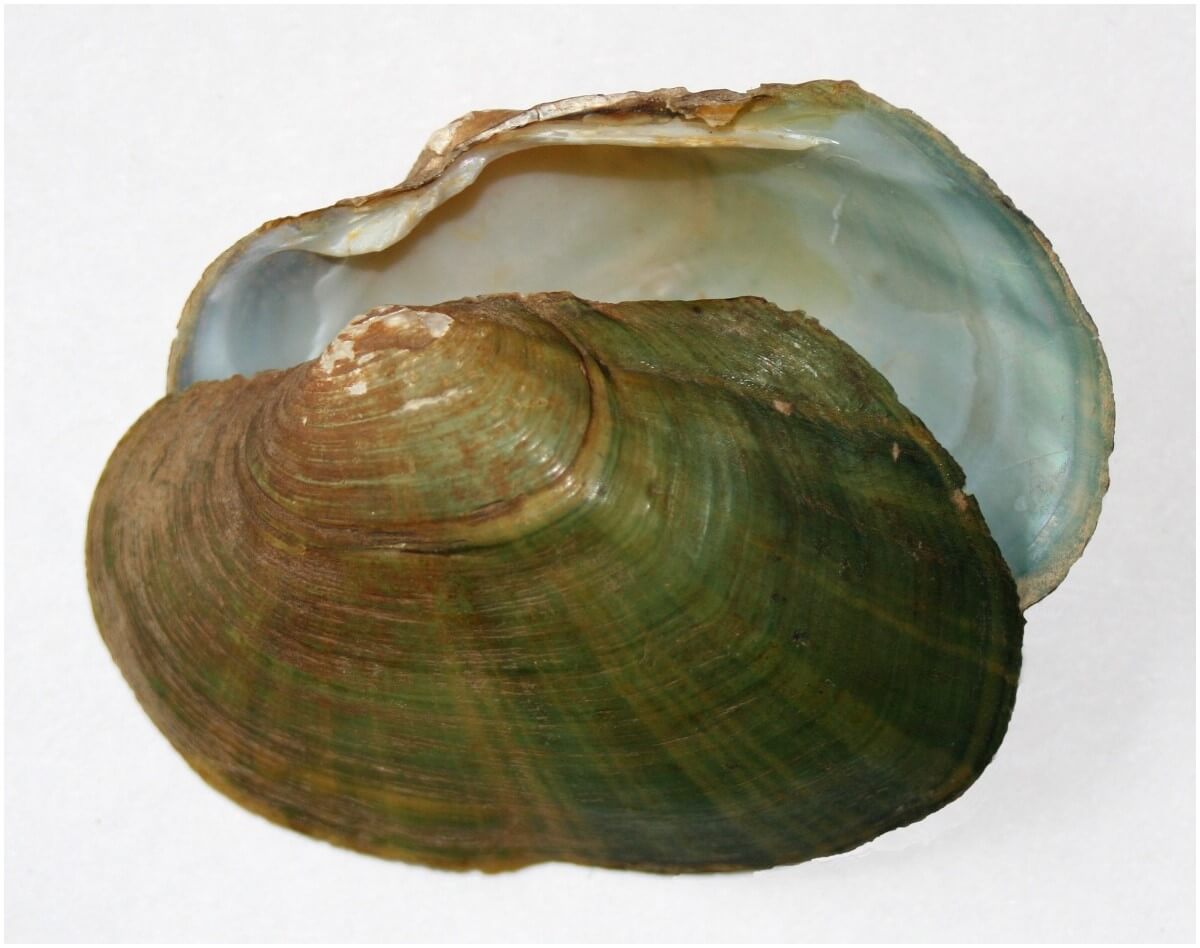 NJDEP| Fish & Wildlife | Freshwater Mussels