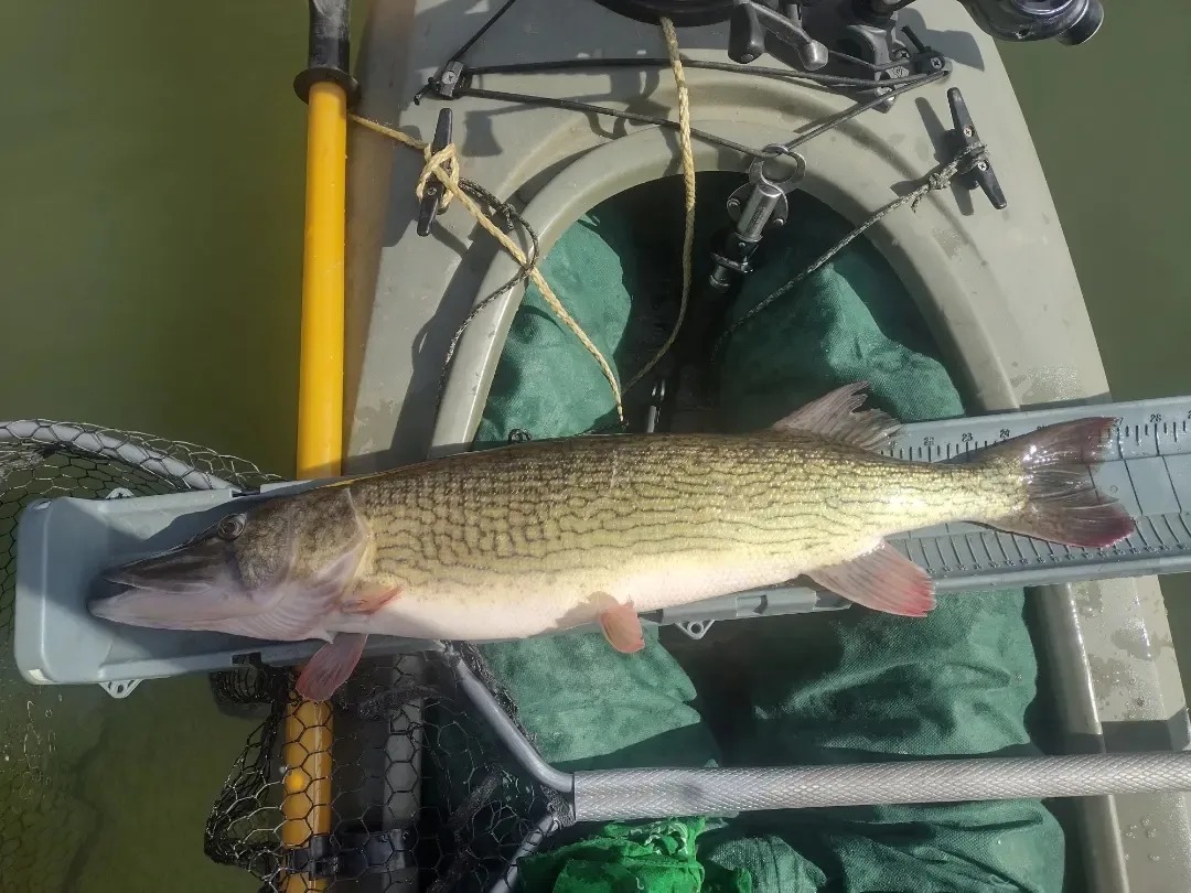 NJDEP| Fish & Wildlife | Skillful Angler Program Leaderboards