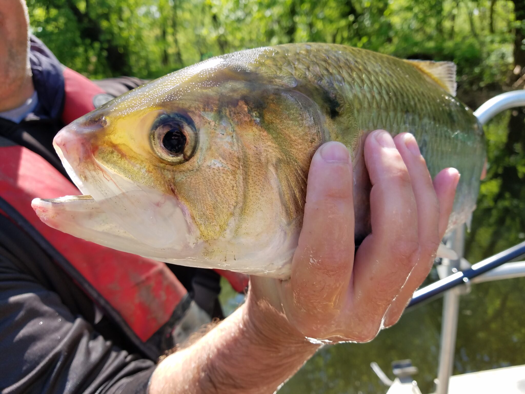 NJDEP| Fish & Wildlife | Recreational Creel Limit for American Shad on ...