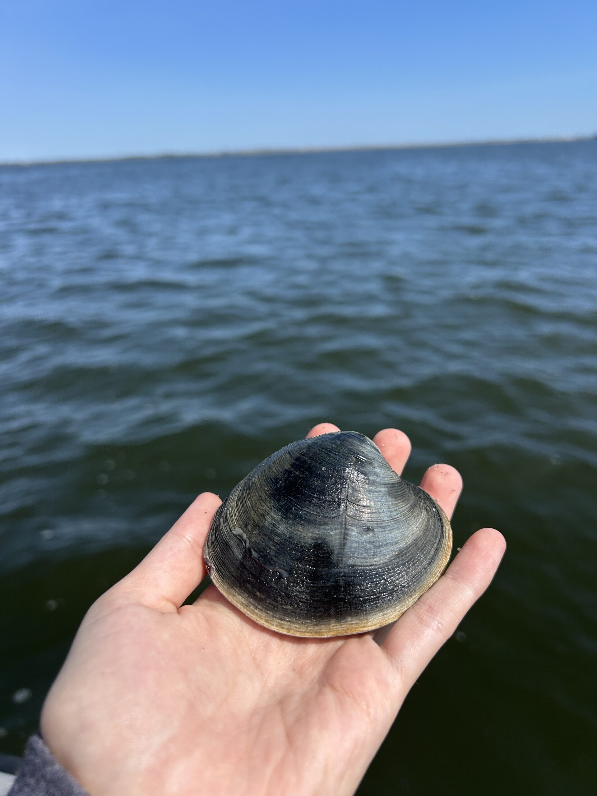 NJDEP| Fish & Wildlife | Inventory of New Jersey’s Estuarine Shellfish ...