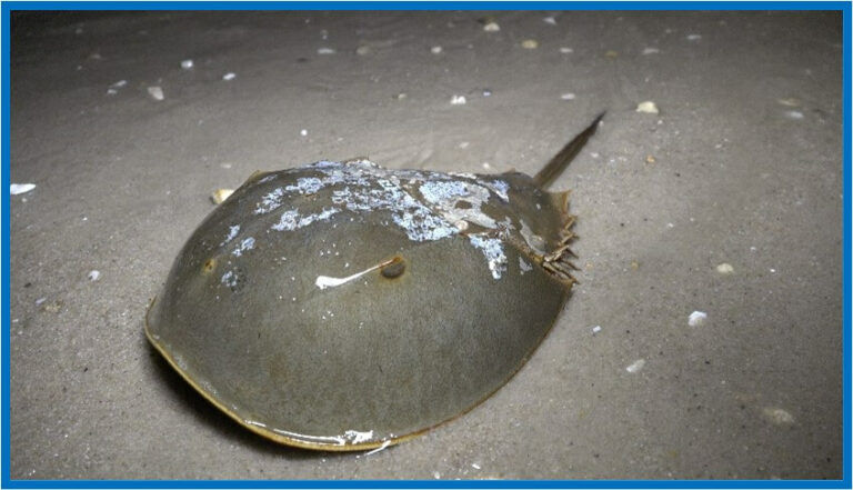 NJDEP| Fish & Wildlife | Horseshoe Crab Conservation