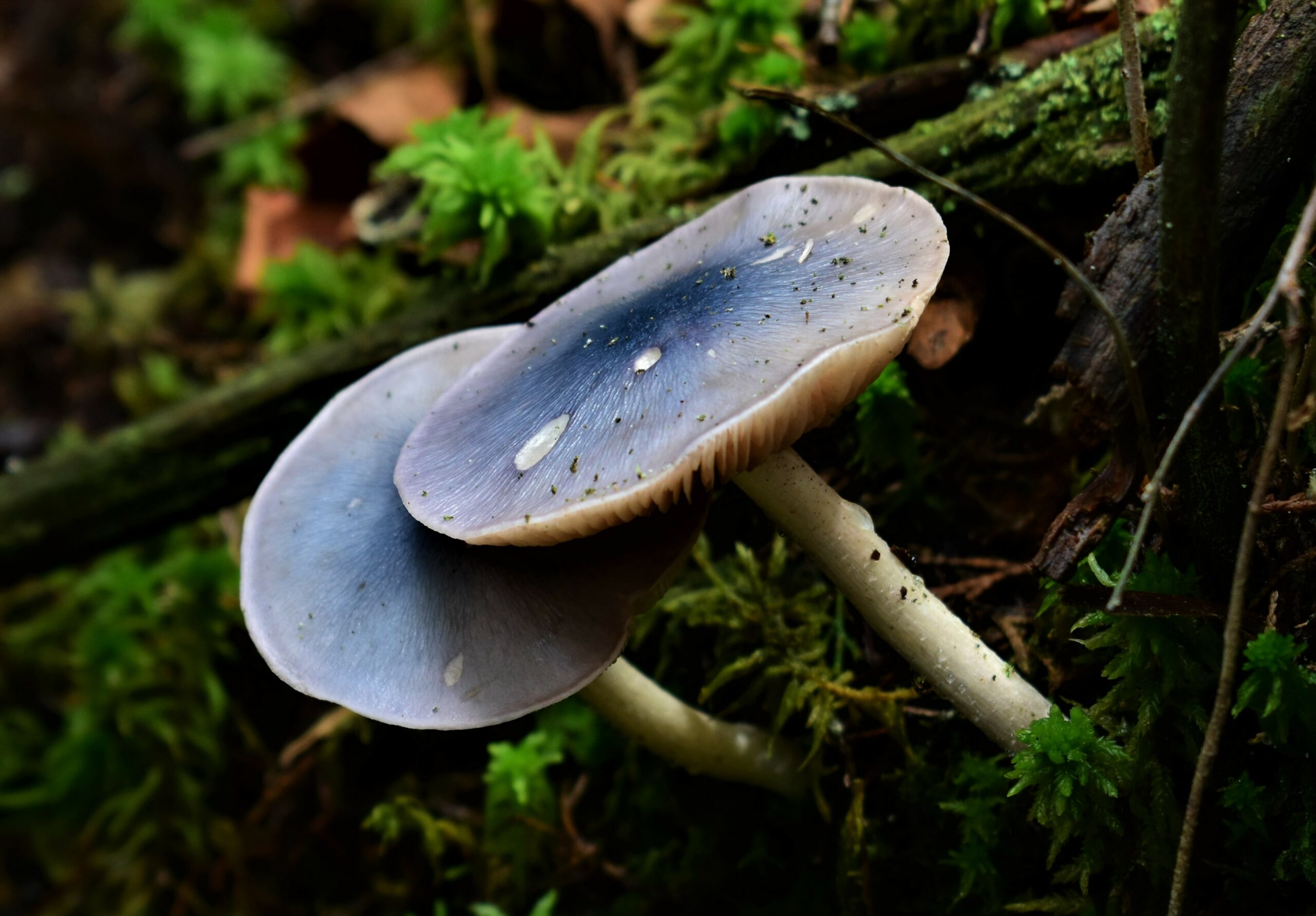 NJDEP| Fish & Wildlife | NJDEP Fish & Wildlife Seeks Public Comment on ...