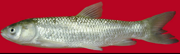 NJDEP| Fish & Wildlife | Aquatic Invasive Species