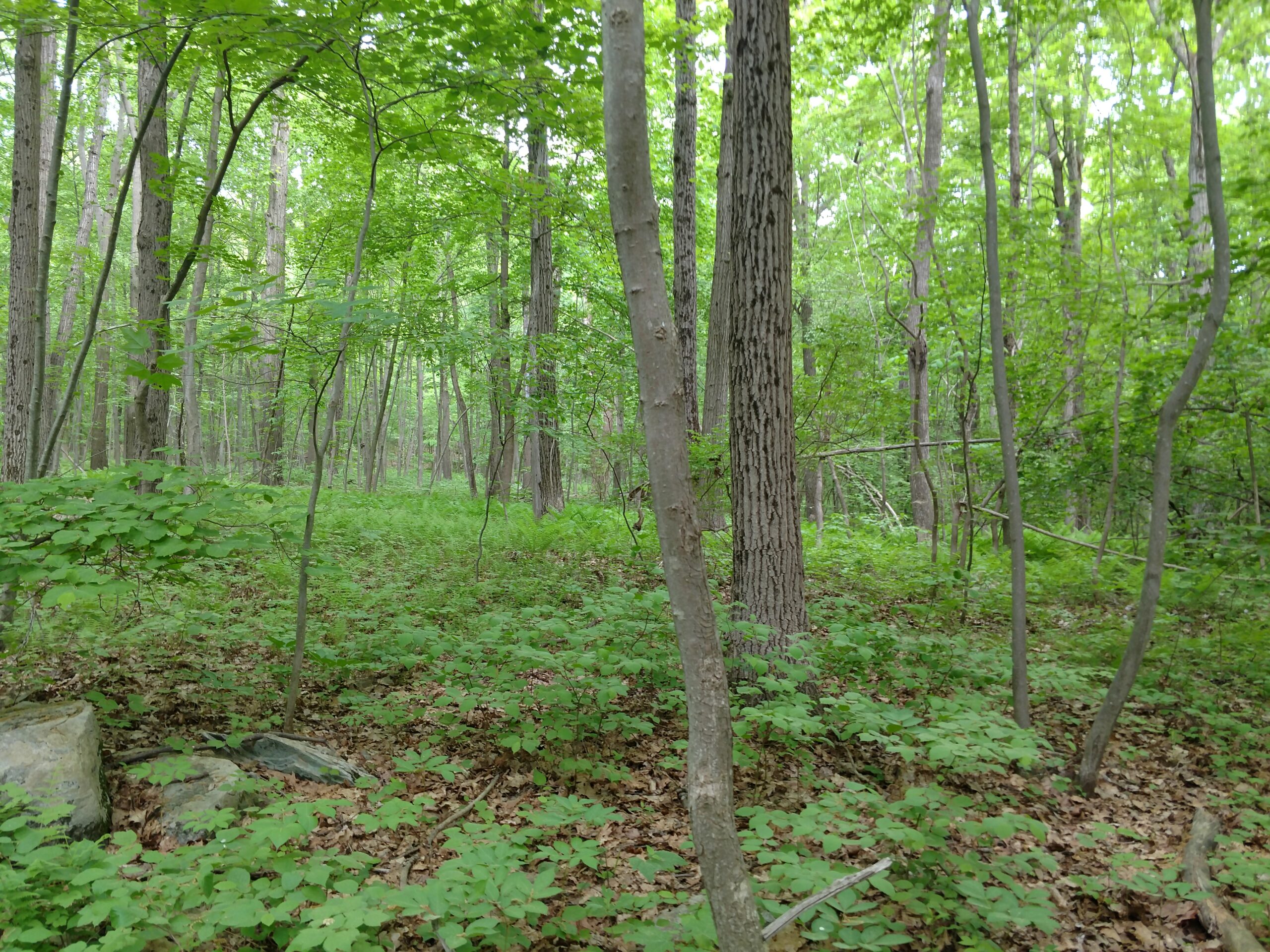 NJDEP| Fish & Wildlife | Sparta Mountain WMA - Stewardship Plan