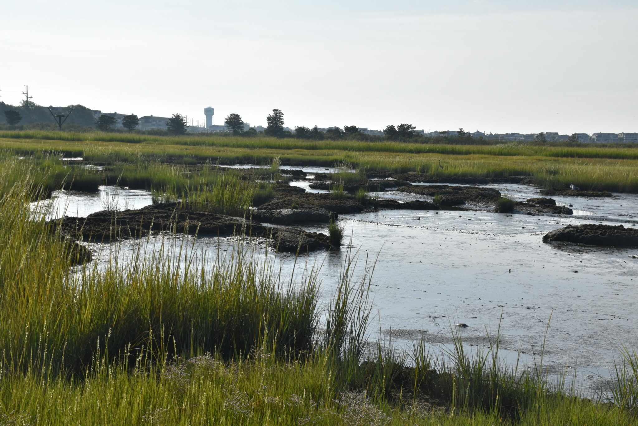 NJDEP| Fish & Wildlife | Beneficial Use of Dredge Materials at Scotch ...