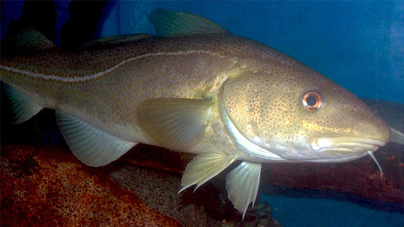NJDEP| Fish & Wildlife | New Atlantic Cod Size, Season and Possession ...