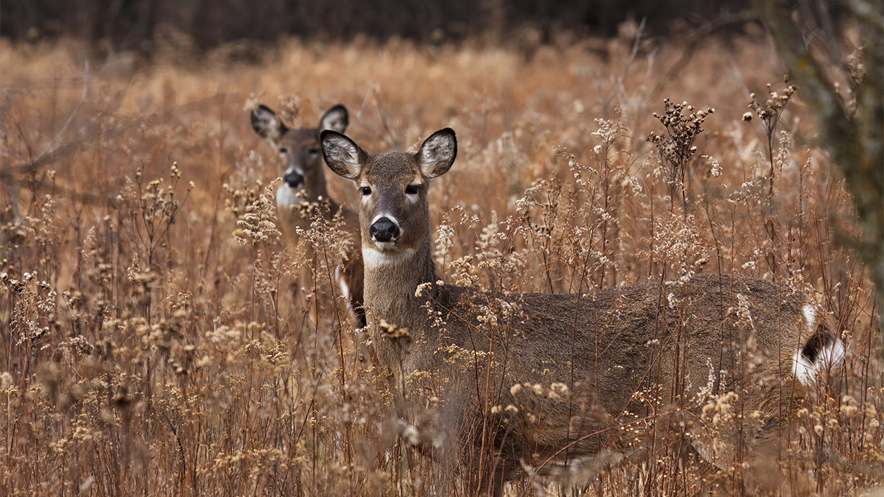 NJDEP| Fish & Wildlife | Important Information Regarding Deer ...