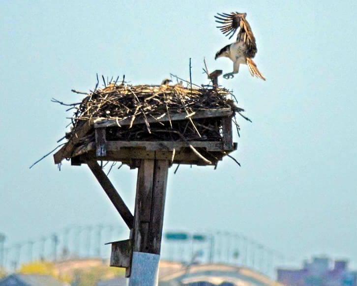 NJDEP| Fish & Wildlife | Raptors in New Jersey
