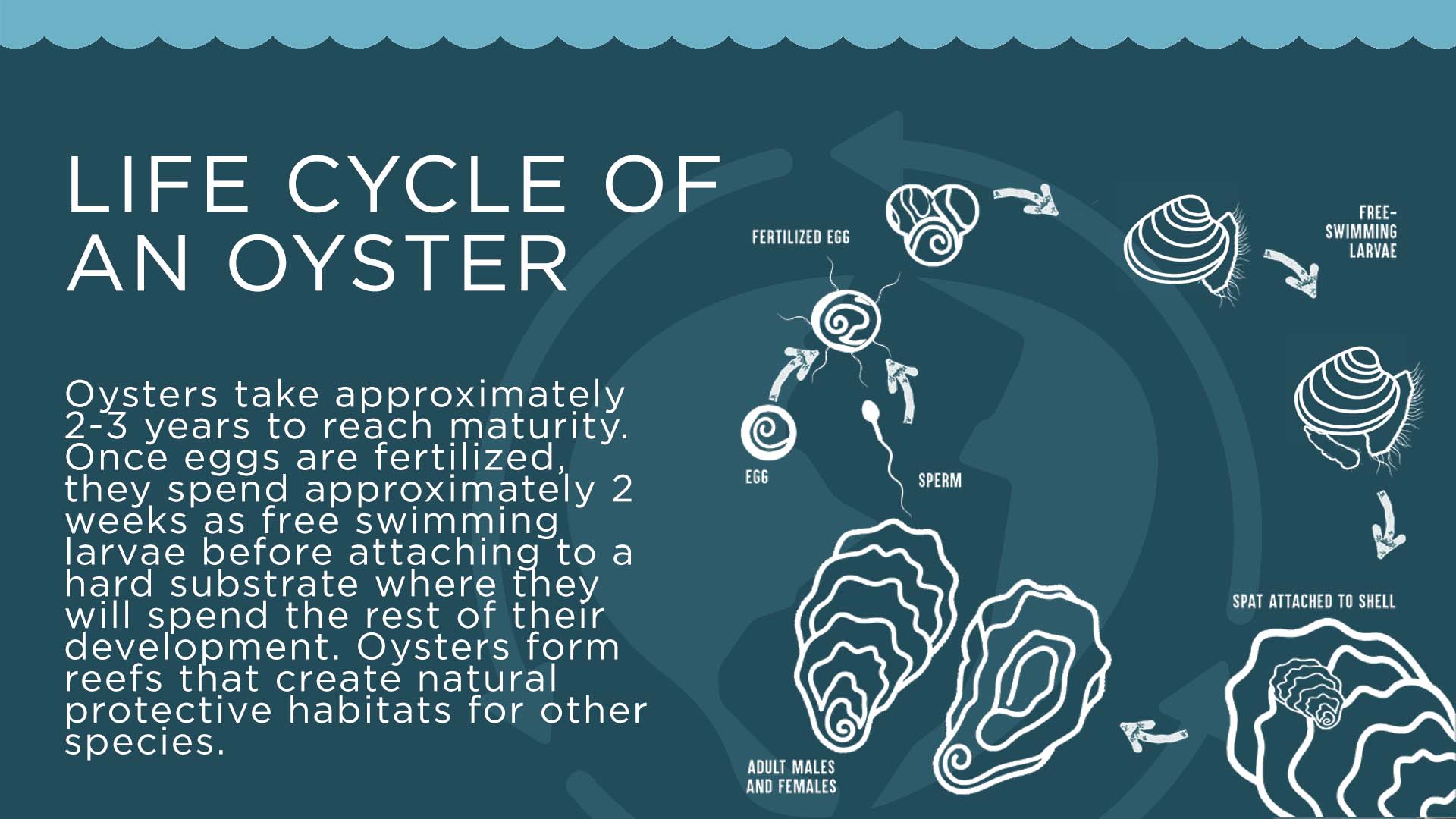 NJDEP| Fish & Wildlife | Shell Recycling Program