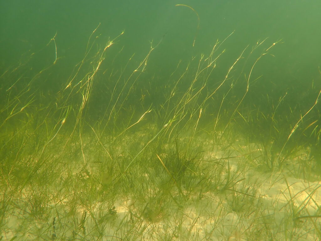 NJDEP| Fish & Wildlife | Seagrass Conservation Program