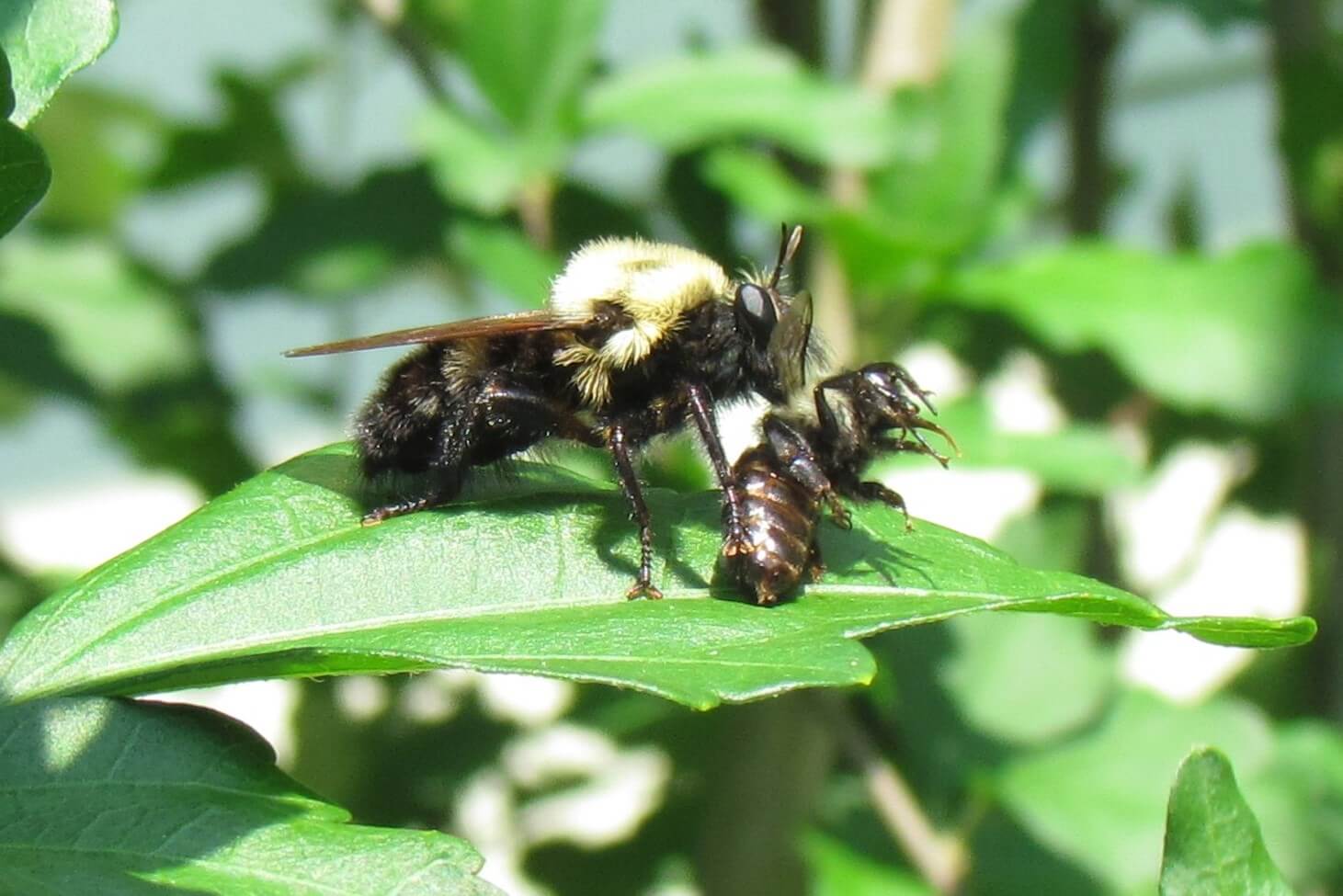 NJDEP| Fish & Wildlife | Bees and Other Pollinating Insects