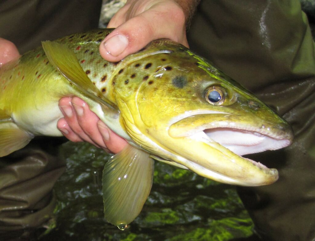 NJDEP| Fish & Wildlife | Wild Trout