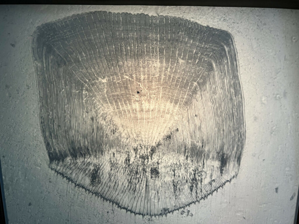 NJDEP| Fish & Wildlife | Finfish Age Determination