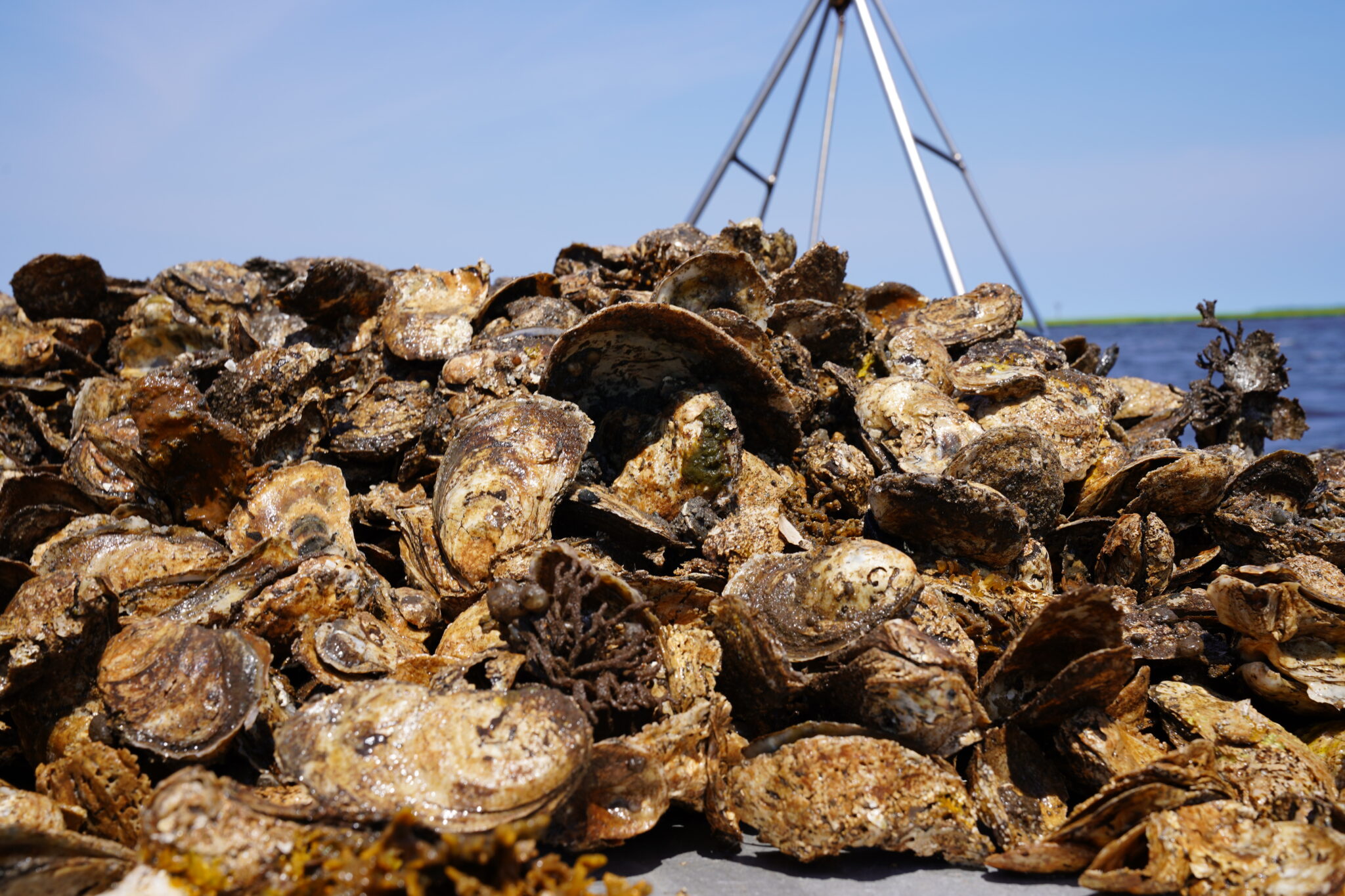 NJDEP| Fish & Wildlife | Shell Recycling Program