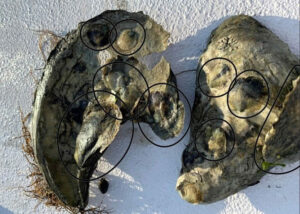 NJDEP| Fish & Wildlife | Shell Recycling Program