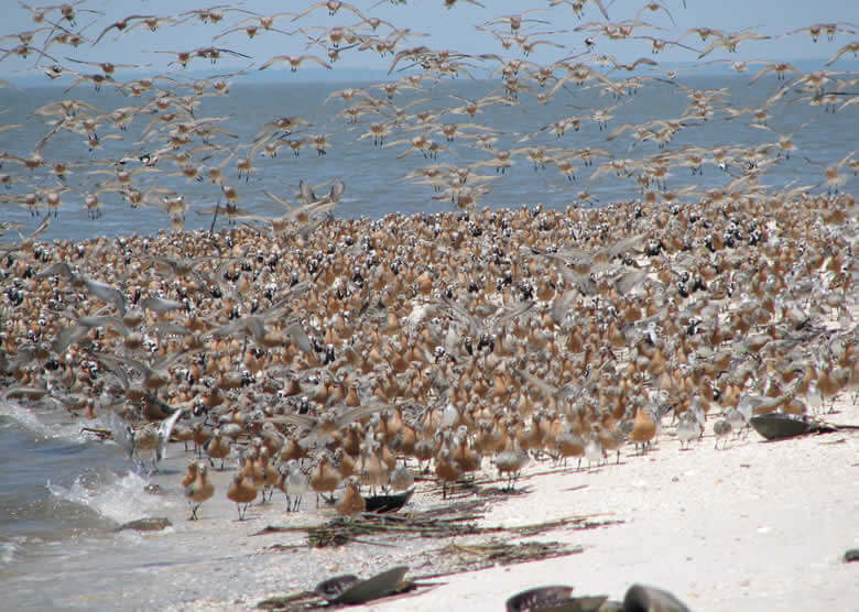 NJDEP| Fish & Wildlife | Birds
