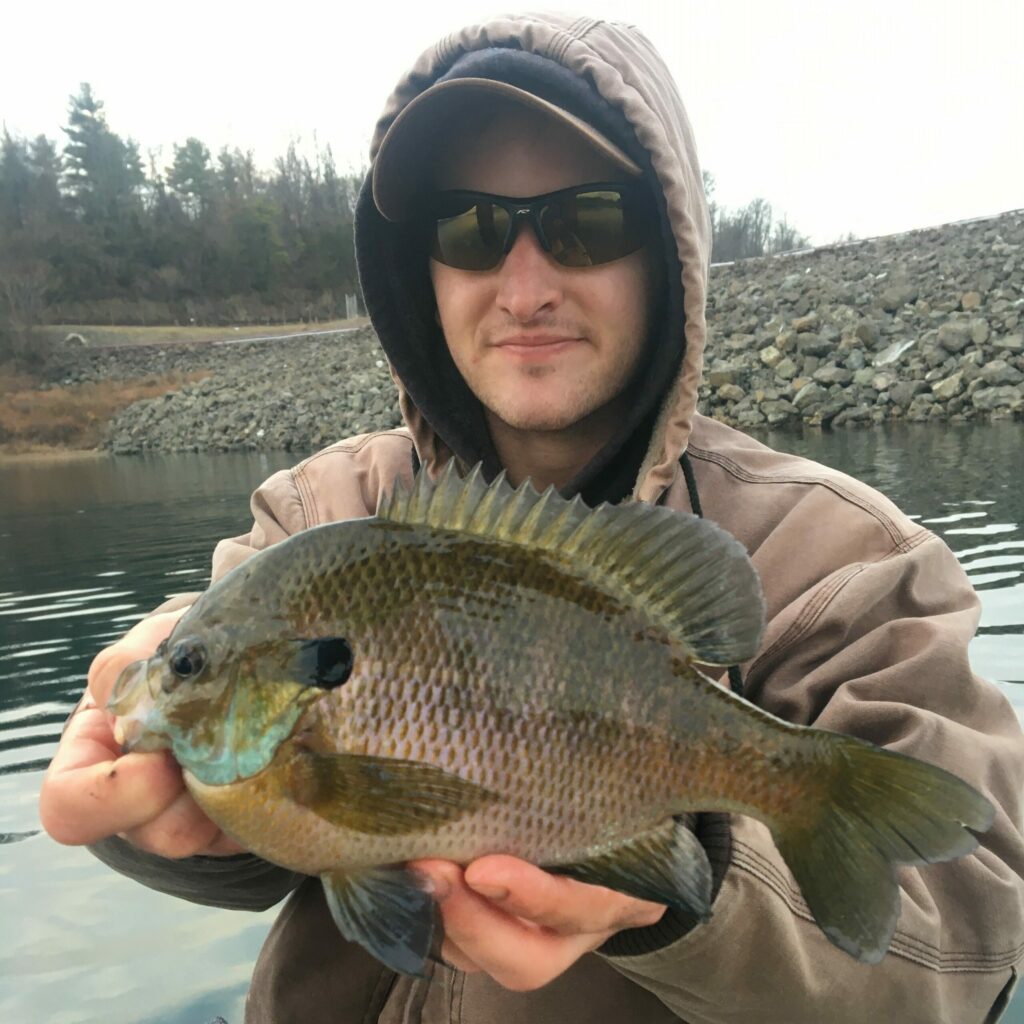 NJDEP| Fish & Wildlife | Sunfish