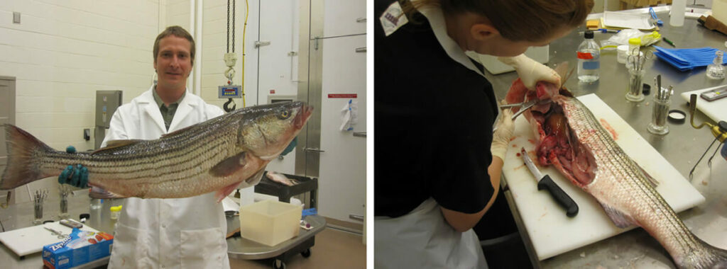 NJDEP| Fish & Wildlife | Health of Wild Fish