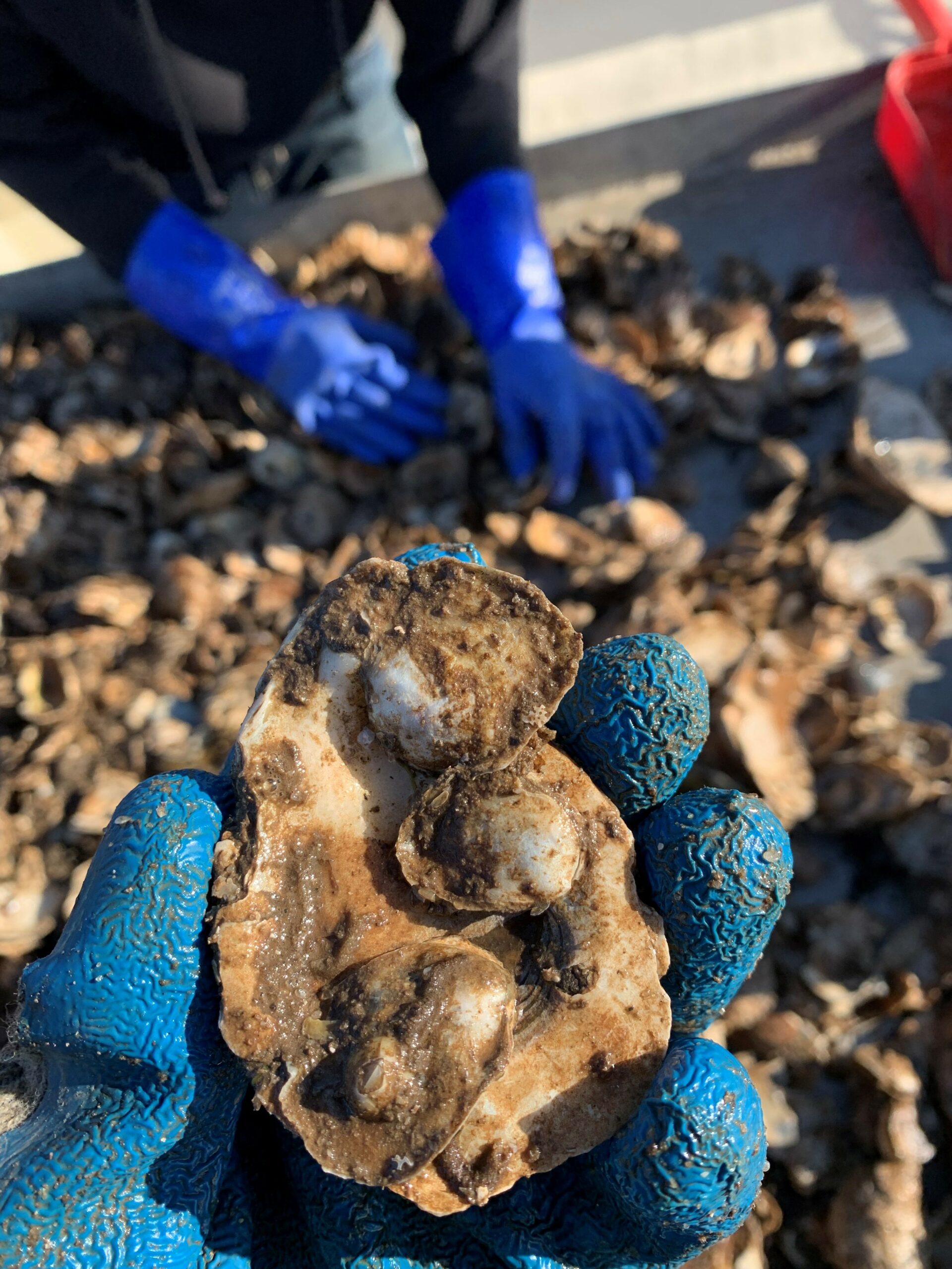 NJDEP| Fish & Wildlife | Shell Recycling Program