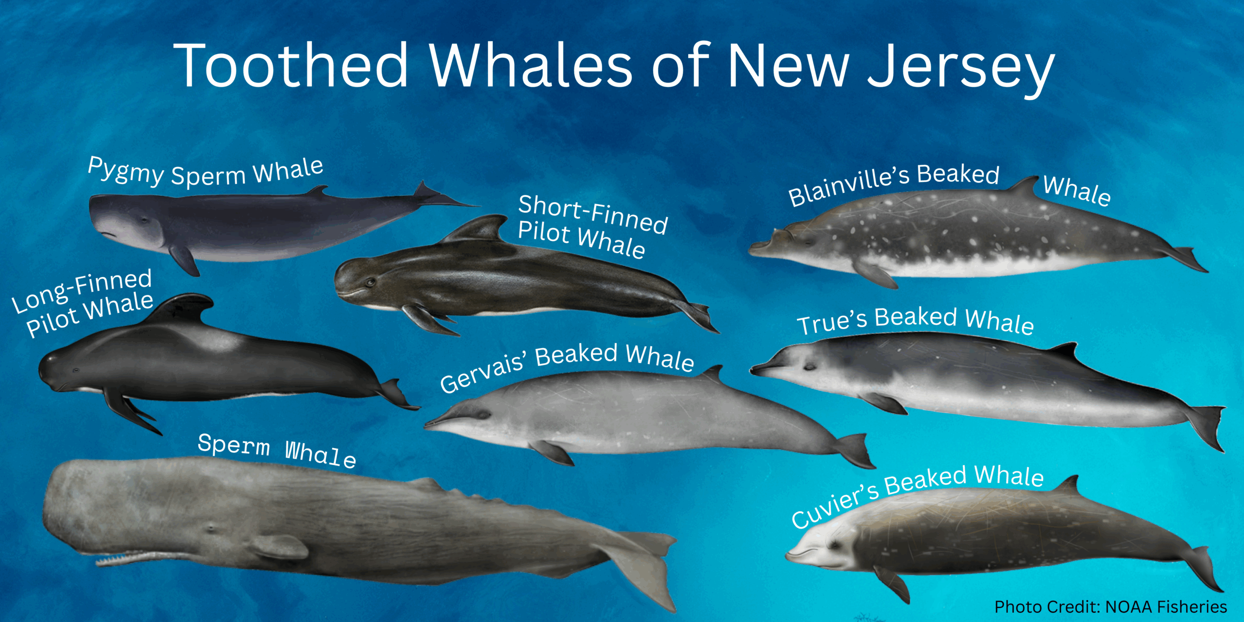 NJDEP| Fish & Wildlife | Marine Mammals of New Jersey